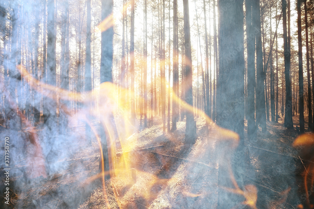 abstract landscape fire flame in the forest, wildfire background ...
