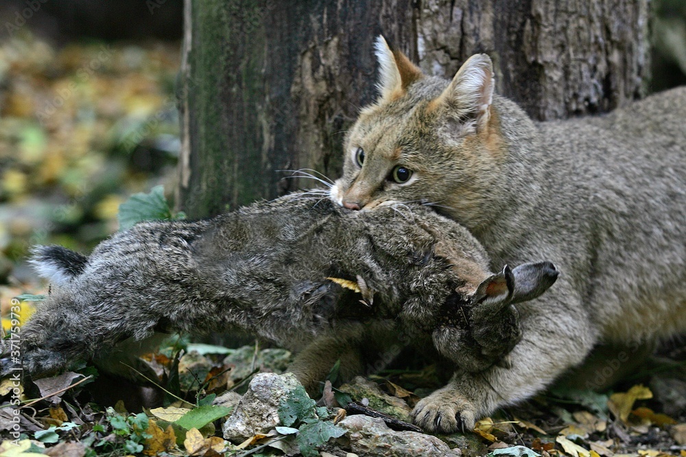 Cat Eating Rabbit