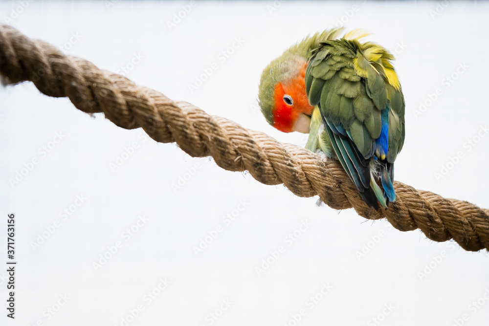 Perruche colorée inséparable rose gorge ou agapornis roseicollis foto ...