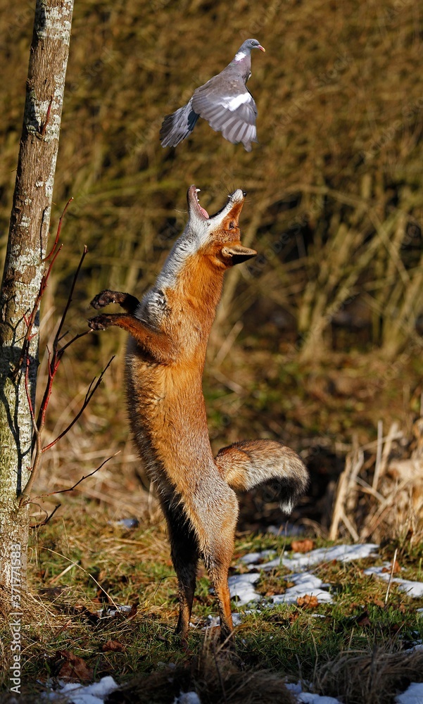 Red Fox, vulpes vulpes, Female hunting Wood Pigeon, columba palumbus ...