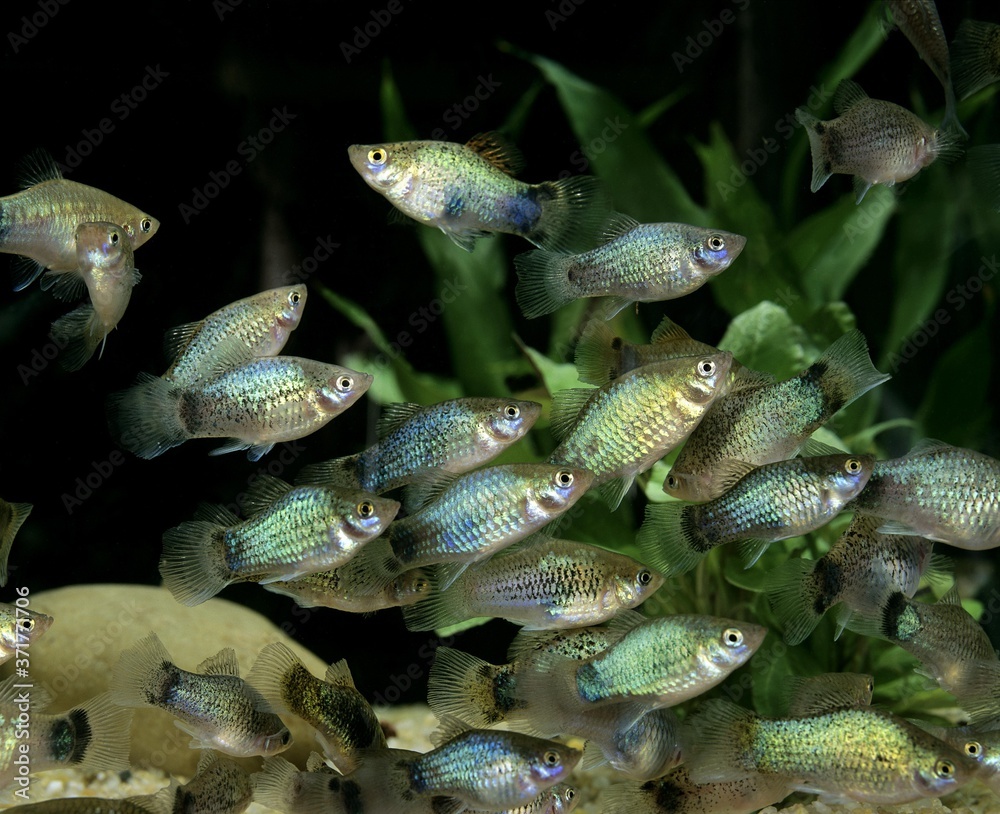 Neon Blue Platy, xiphophorus maculatus Stock Photo | Adobe Stock