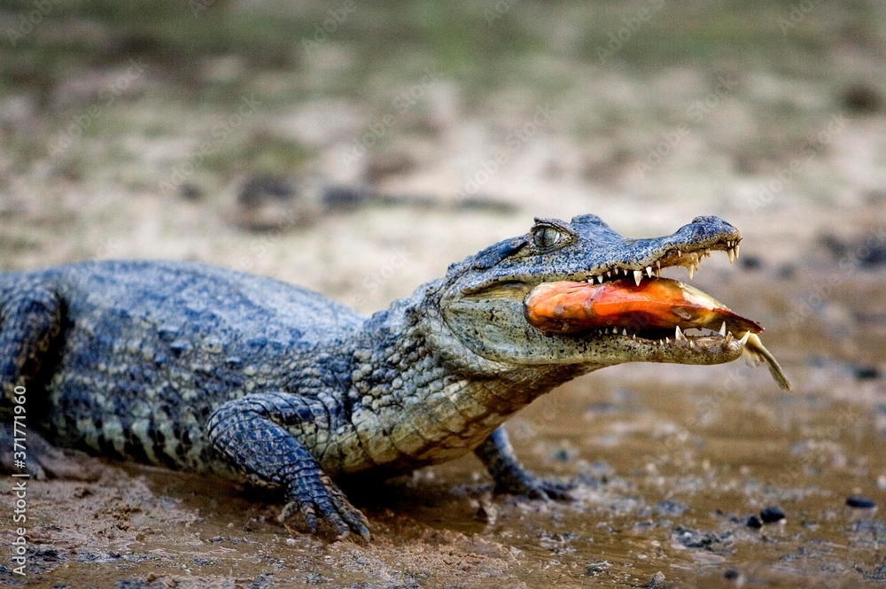 Foto de Spectacled Caiman, caiman crocodilus, Adult eating Fish, Los ...