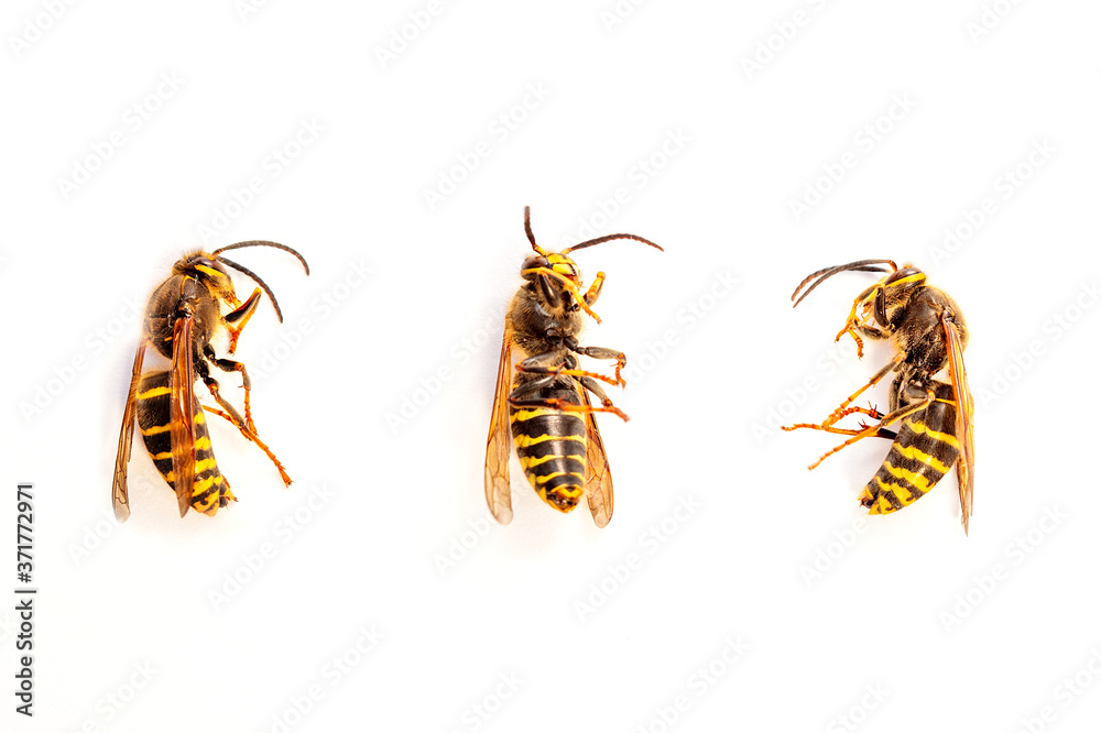 Three wasps in front of white background from various angles in detail ...