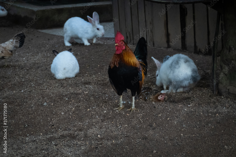 Rooster at a petting zoo Stock Photo | Adobe Stock