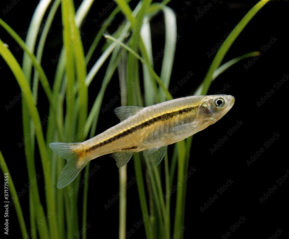 Red-tailed Rasbora, Juvenile, rasbora borapetensis Stock Photo | Adobe ...