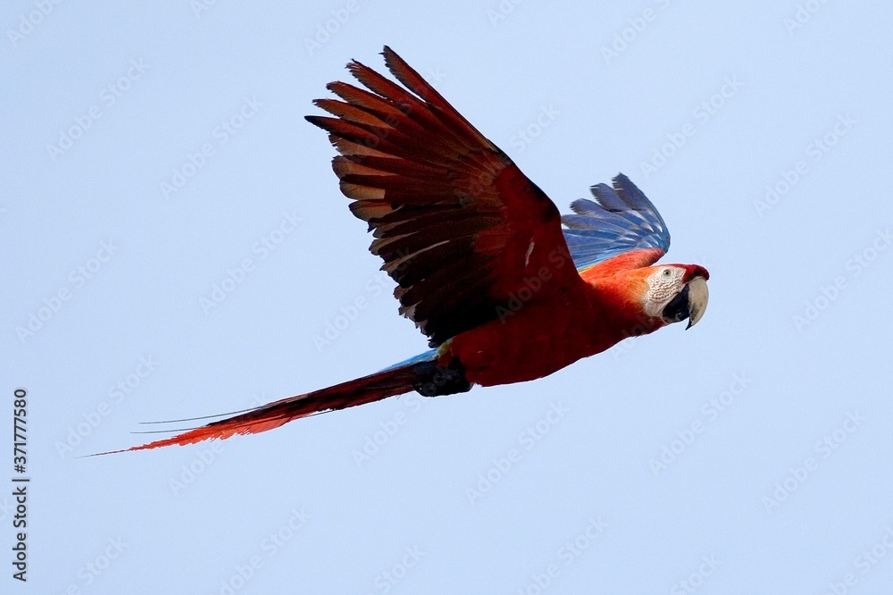 Scarlet Macaw, ara macao, in Flight, Los Lianos in Venezuela Stock ...