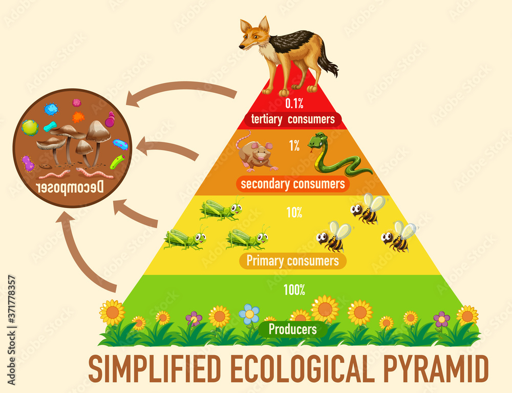 Science simplified ecological pyramid Stock Vector | Adobe Stock