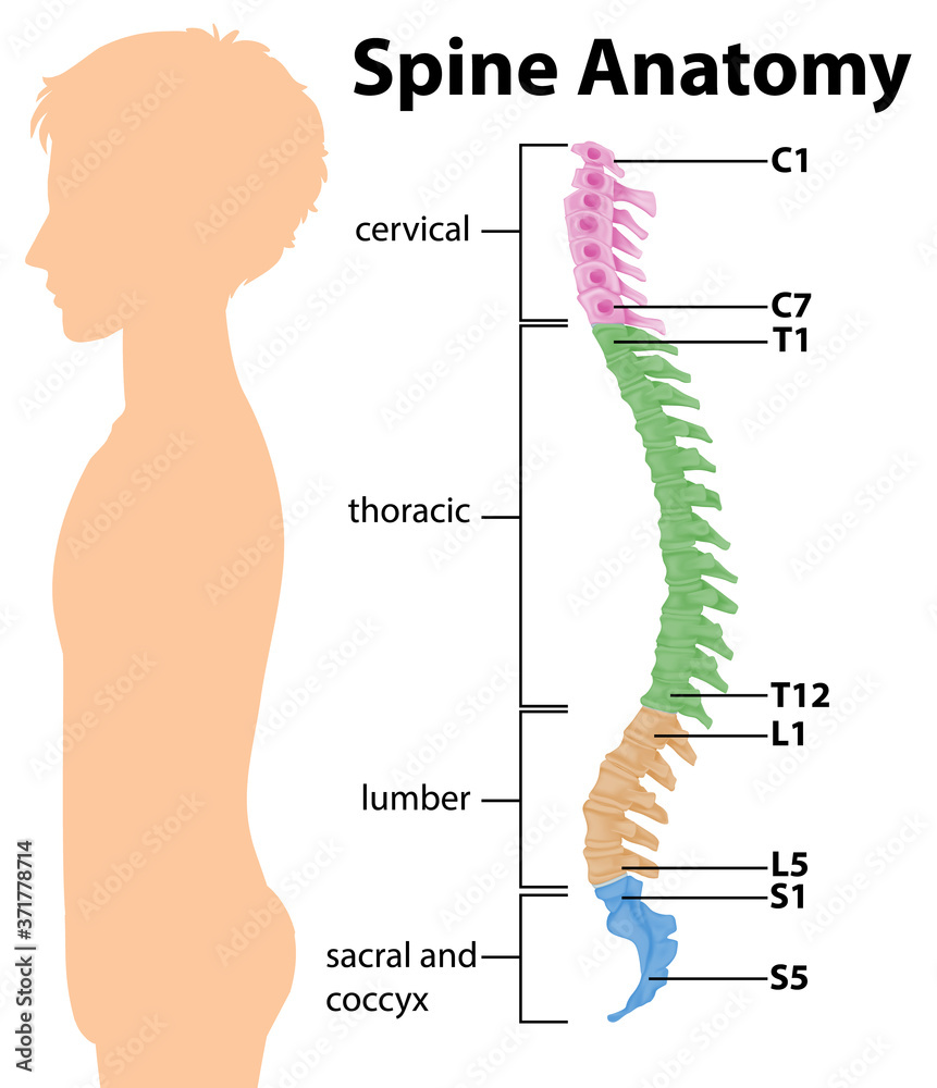 Anatomy of the spine or spinal curves infographic vector de Stock ...