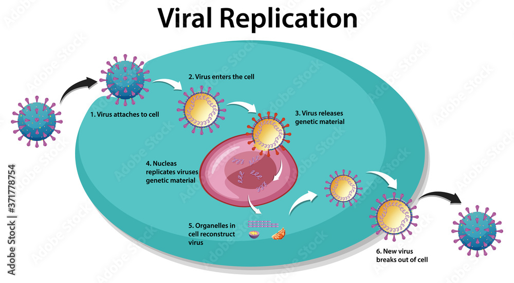 Viral Replication infographic for education Stock Vector | Adobe Stock