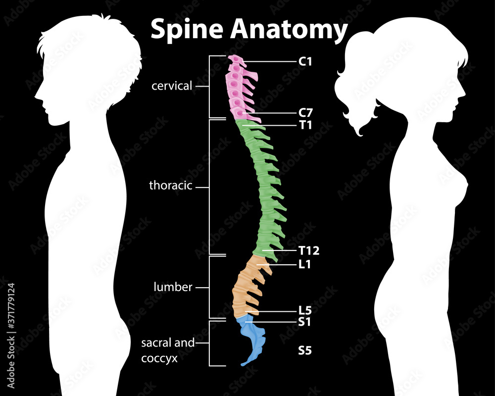 Anatomy of the spine or spinal curves infographic Stock Vector | Adobe ...