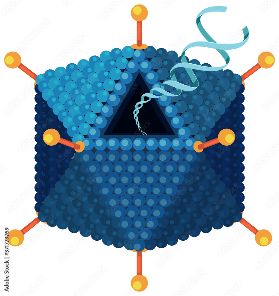 Adenovirus structure diagram on white background Stock Vector | Adobe Stock Adenovirus structure diagram on white background Stock Vector | Adobe Stock