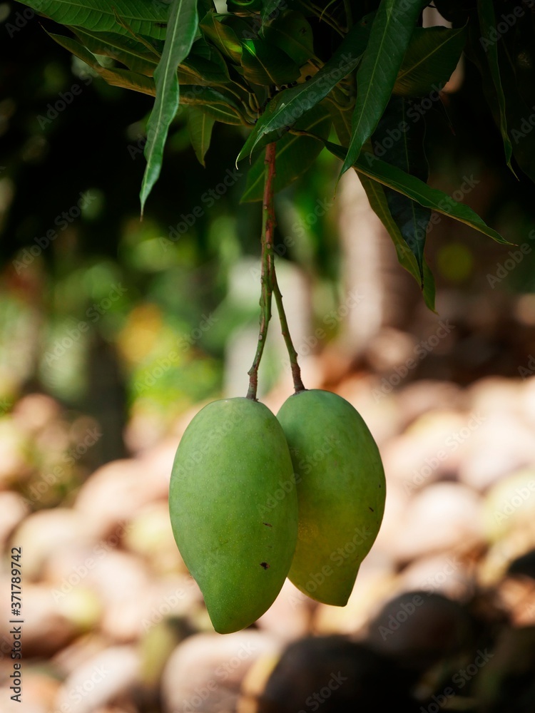 Vietnam, Mekong Delta, Mango Fruits, mangifera indica Stock Photo ...
