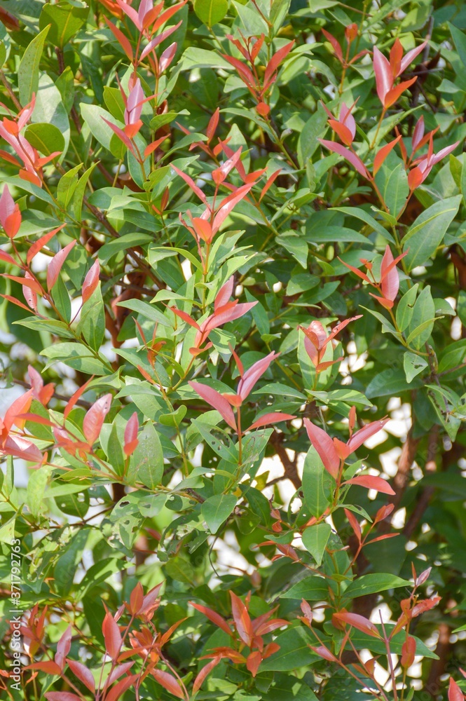 beautiful christina tree in garden - syzygium australe Stock Photo ...