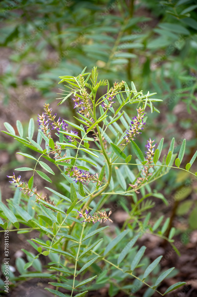 Licorice Plant Edible
