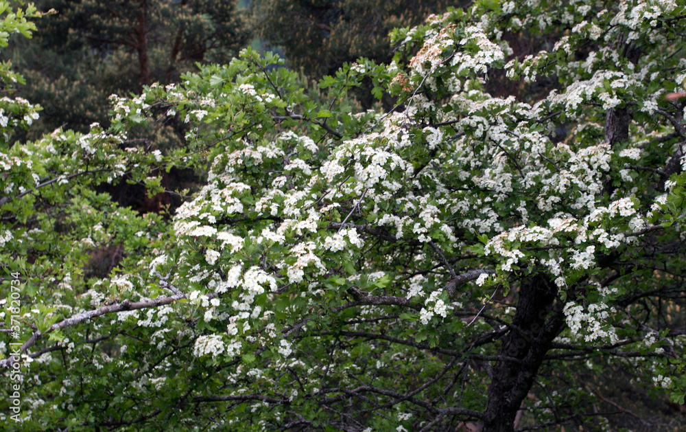 Plant of Crataegus monogyna with flowers Stock Photo | Adobe Stock