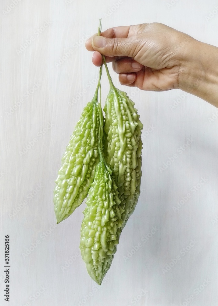 Hand holding 3 bitter melon. Bitter melon has many name like bitter ...