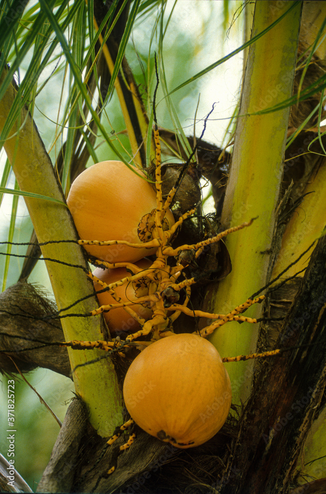 Cocotier, cocos nucifera Stock Photo | Adobe Stock