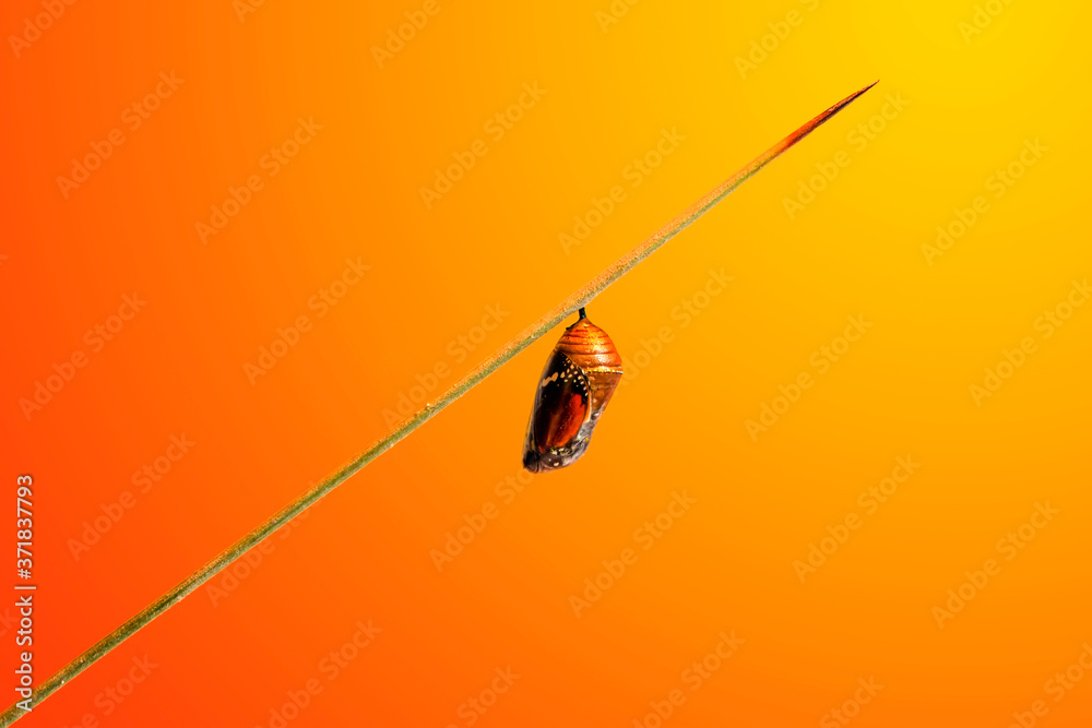 Amazing moment ,Monarch Butterfly, pupae . Concept transformation of ...