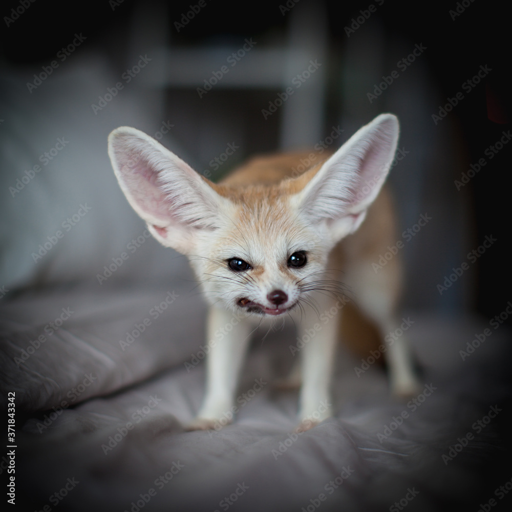 Pitchers Of Fennec Fox Eating