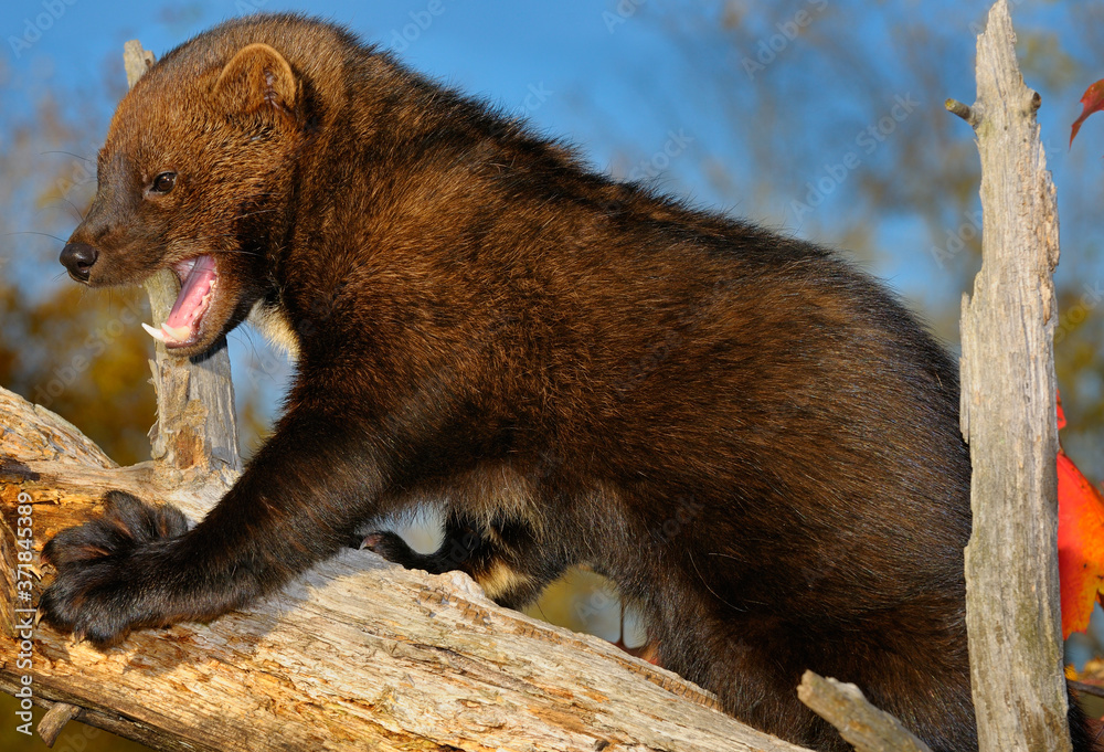 Fisher climbing a dead tree showing large teeth and five sharp ...