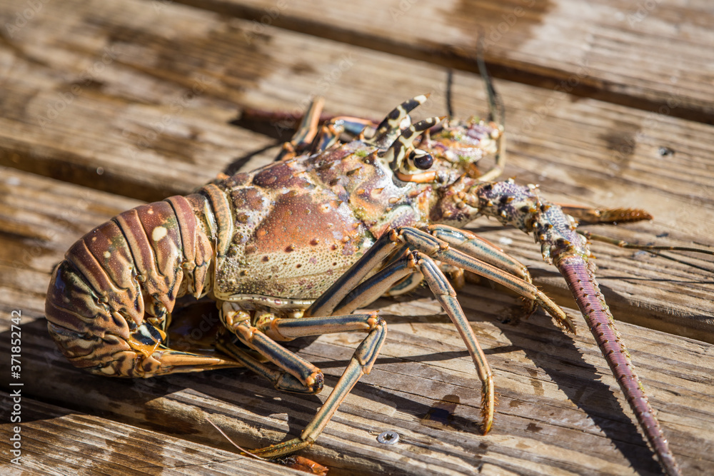 Live lobster - Macro Stock Photo | Adobe Stock