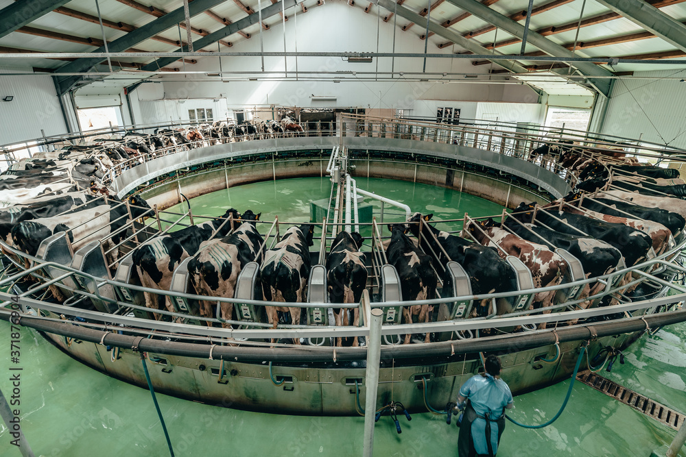 Round rotary machine for milking cows in dairy farm. Stock Photo ...