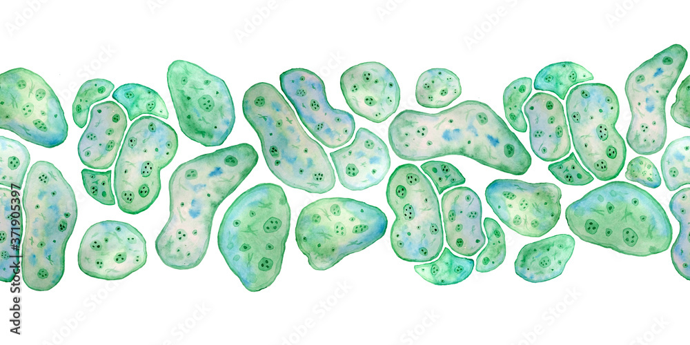 Unicellular Cyanobacteria