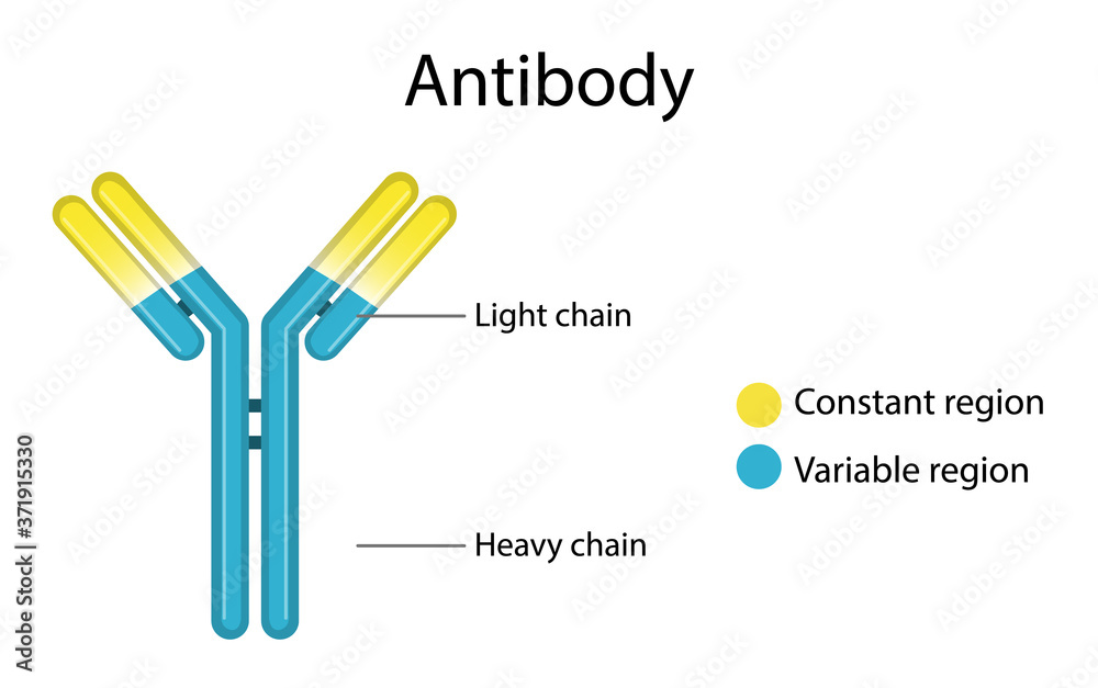 Antibody structure diagram on white background Stock Vector | Adobe Stock