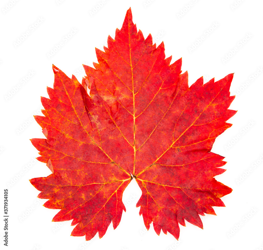 red grape leaf with black spots on white background Stock Photo | Adobe ...