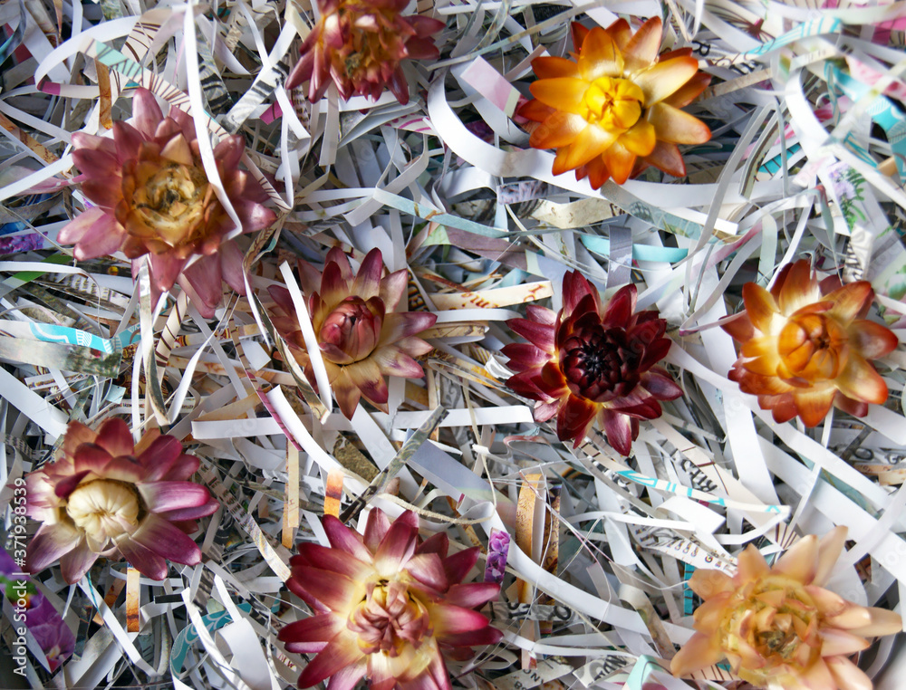 Close-up of shredded paper texture and recycled paper scrap background ...