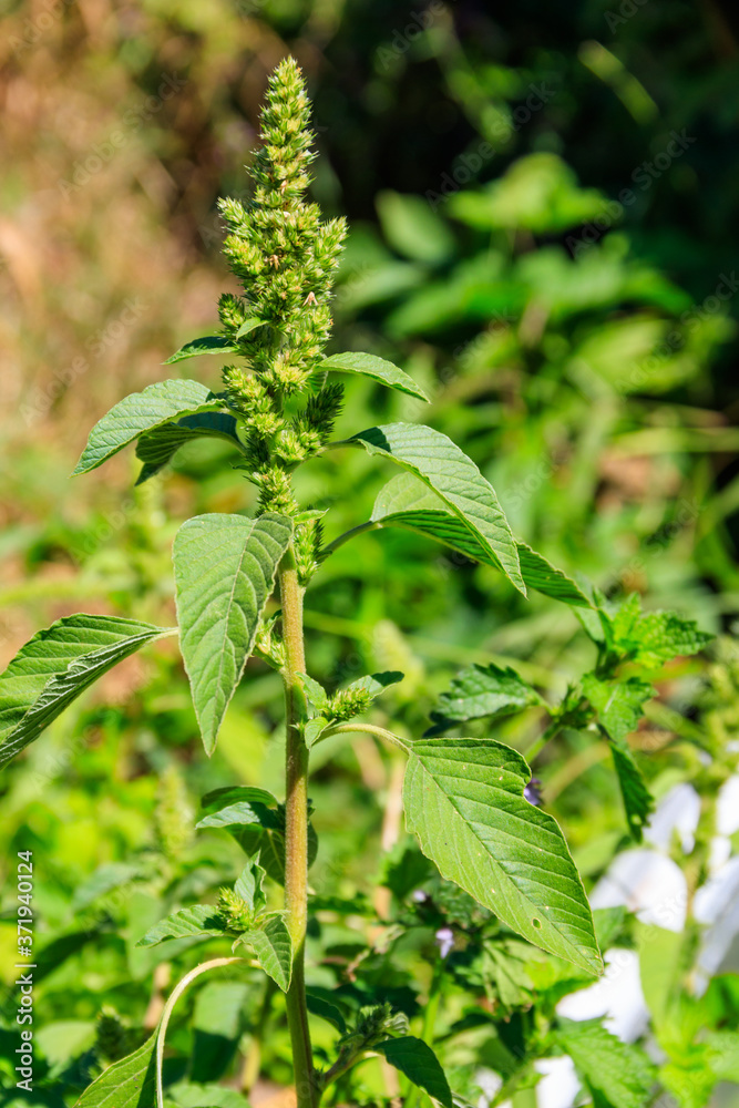 Amaranthus retroflexus (Red-root amaranth, redroot pigweed, common ...