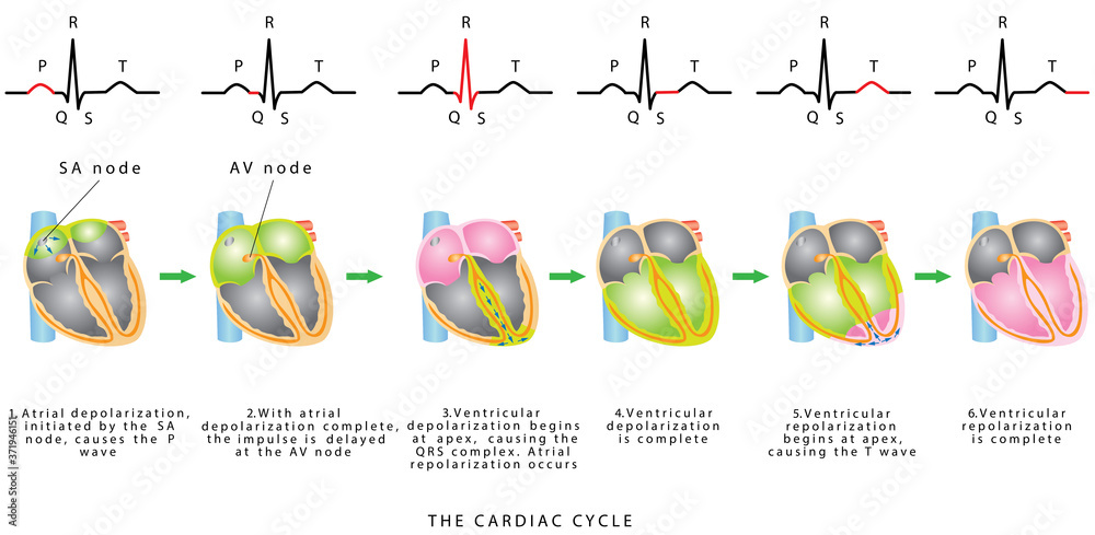 Cardiac Cycle Ecg