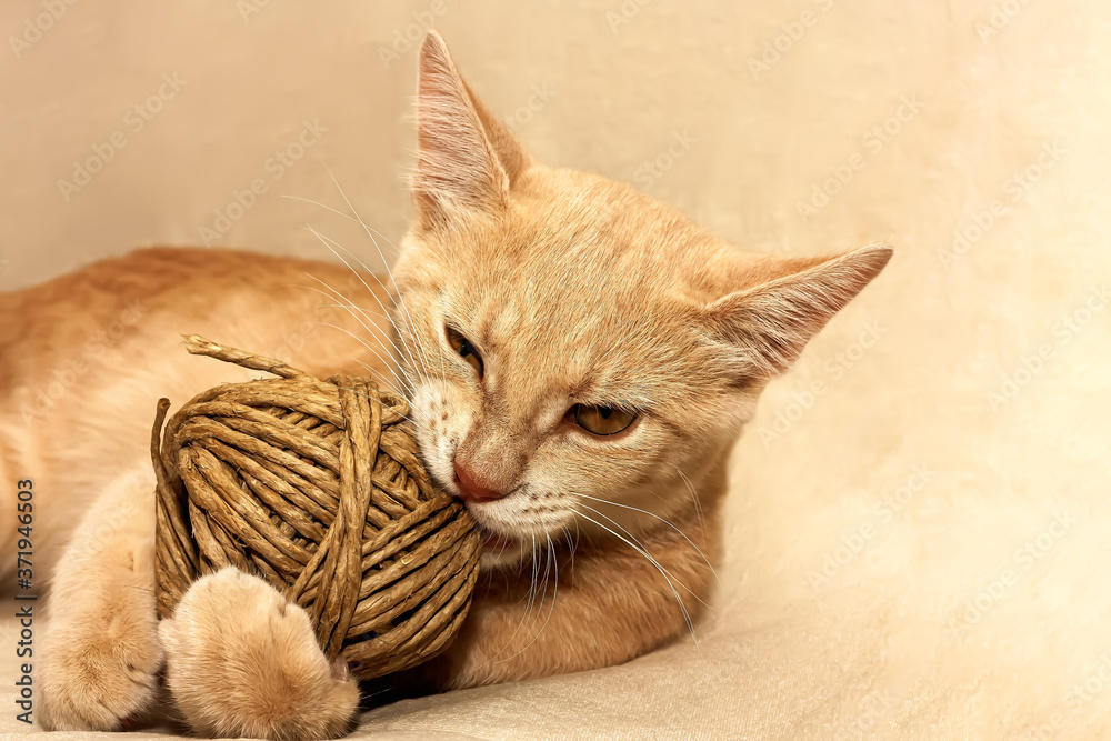 Cute ginger fur young cat bites a ball of raffia. Domestic playful ...