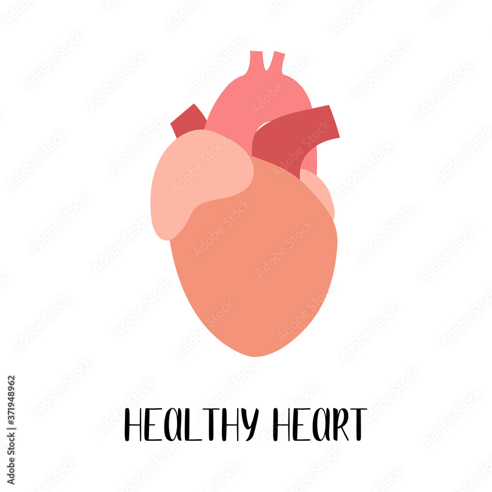 Healthy heart, cardiovascular system. Cardiology. Vector flat ...