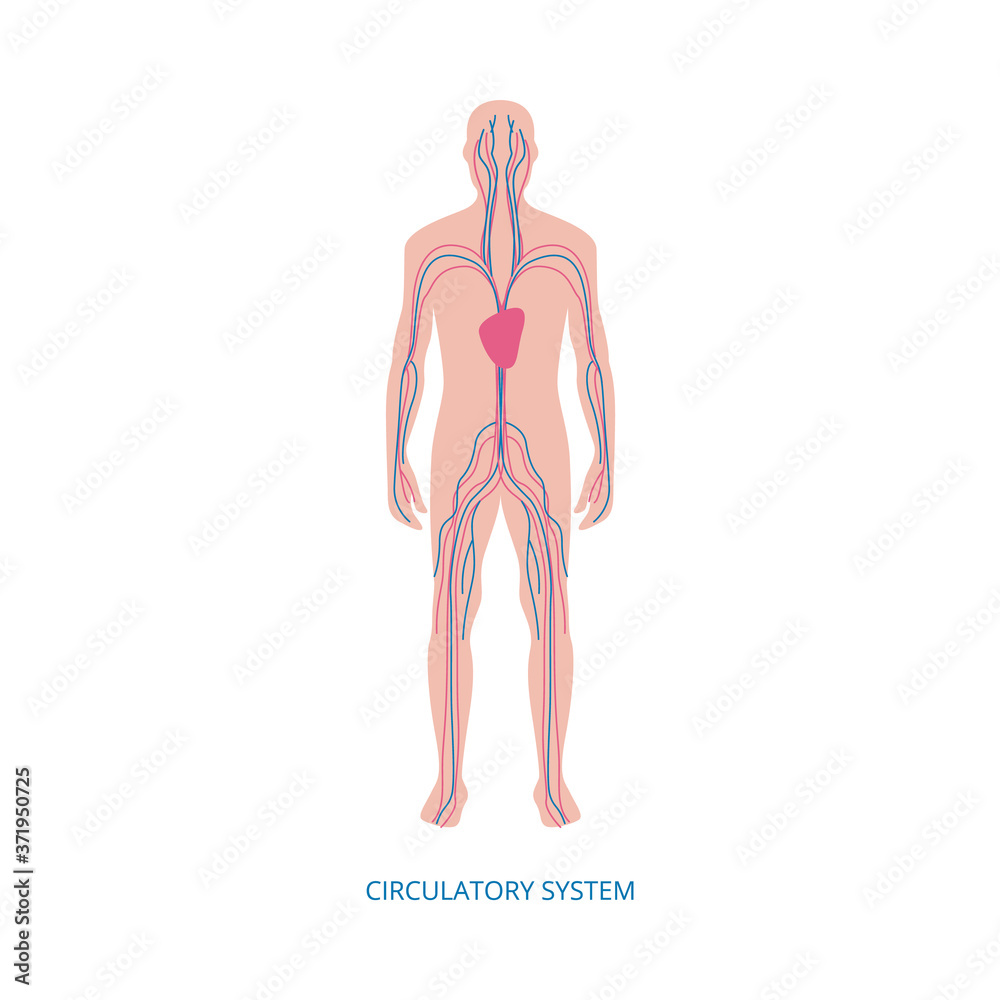 Human blood circulatory system medical infographic vector illustration ...