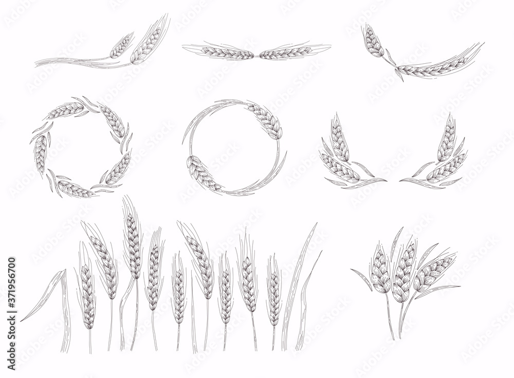Wheat Stalks Drawing