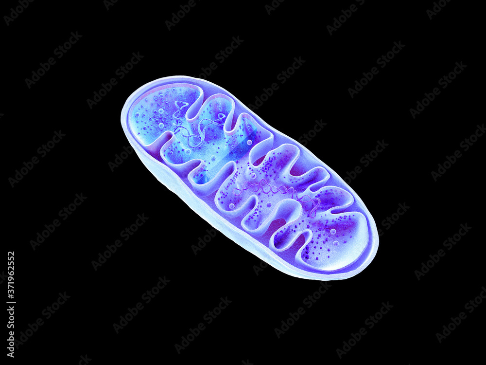 Mitochondria, cellular organelles, produce energy, Cell energy and ...