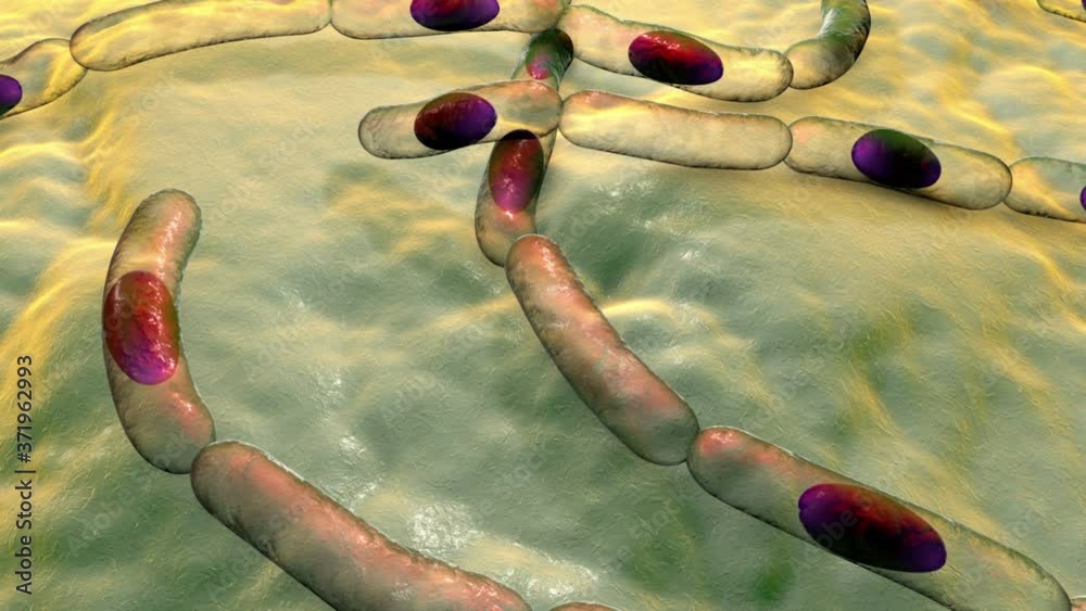 Bacteria Bacillus anthracis, the causative agent of anthrax disease, 3D ...