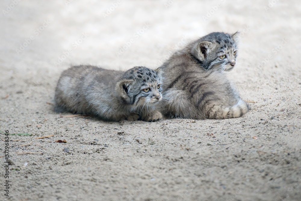 Pallas's cat (Otocolobus manul). Manul is living in the grasslands and ...