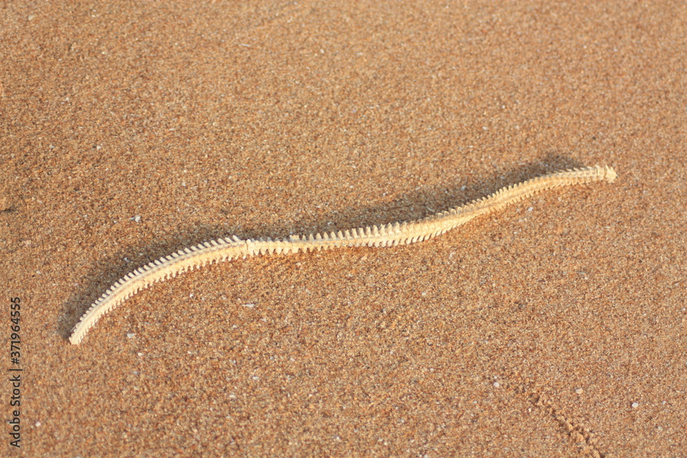 Squelette de murène, colonne vertebrale de murene sur la plage de Lomé ...
