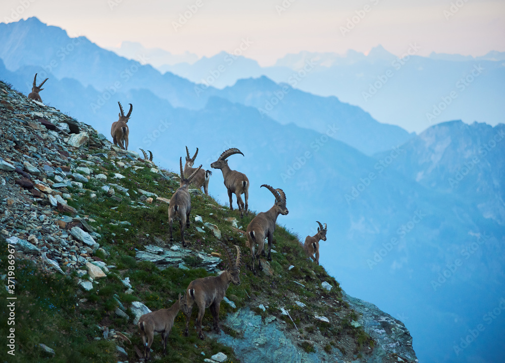 Horizontal snapshot of group of alpine goats captured in their natural ...