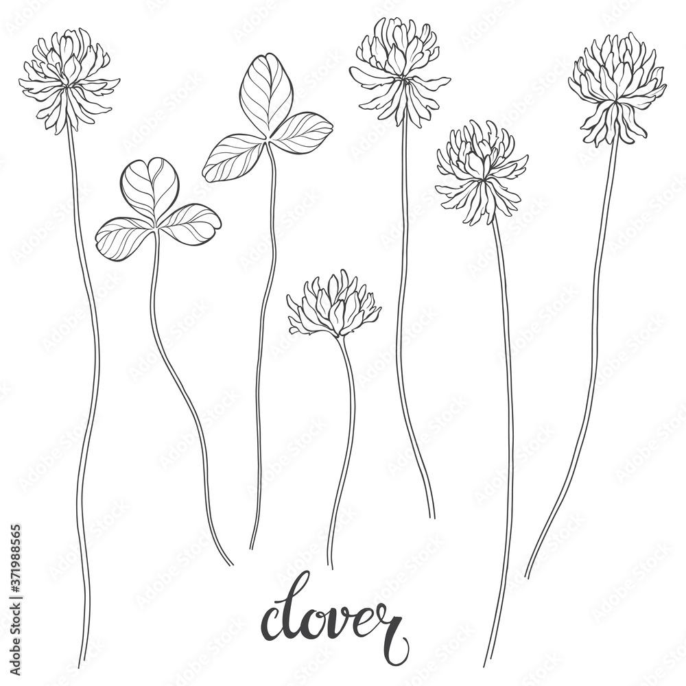 Clover flowers. Sketch. Hand drawn outline vector illustration ...