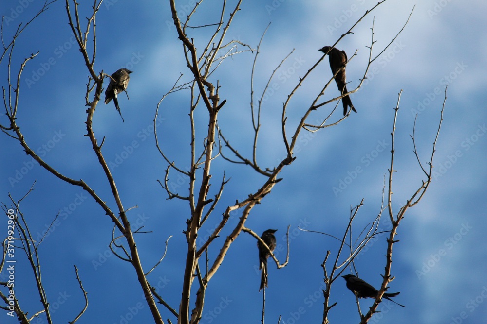 leafless tree in blue sky at background bird sitting on tree on blue ...