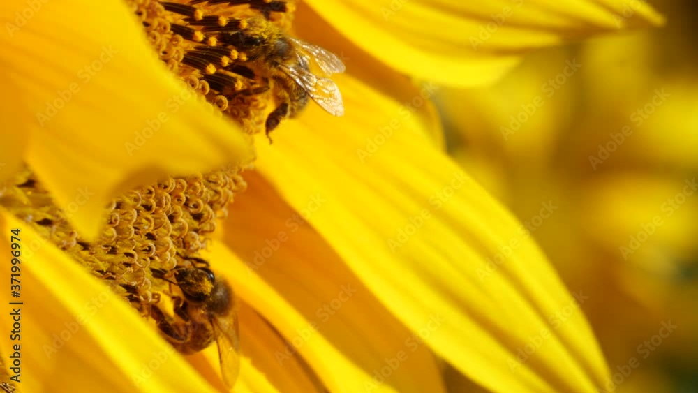 Two honey bees covered with pollen collecting nectar from yellow ...