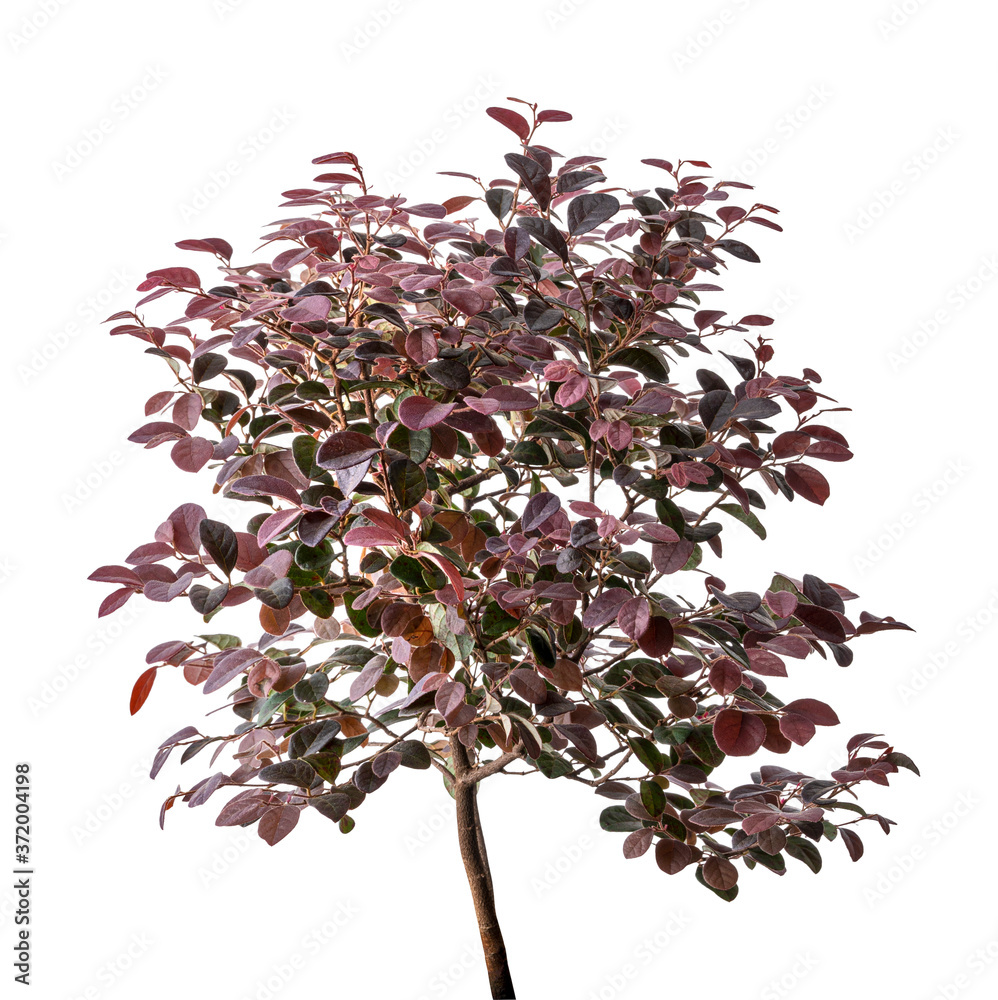 Loropetalum chinense plant, Chinese fringe flower tree isolated on ...