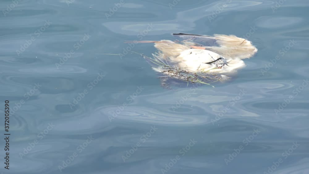 Corpse of bird in ocean water. Dead seabird as symbol of environmental ...
