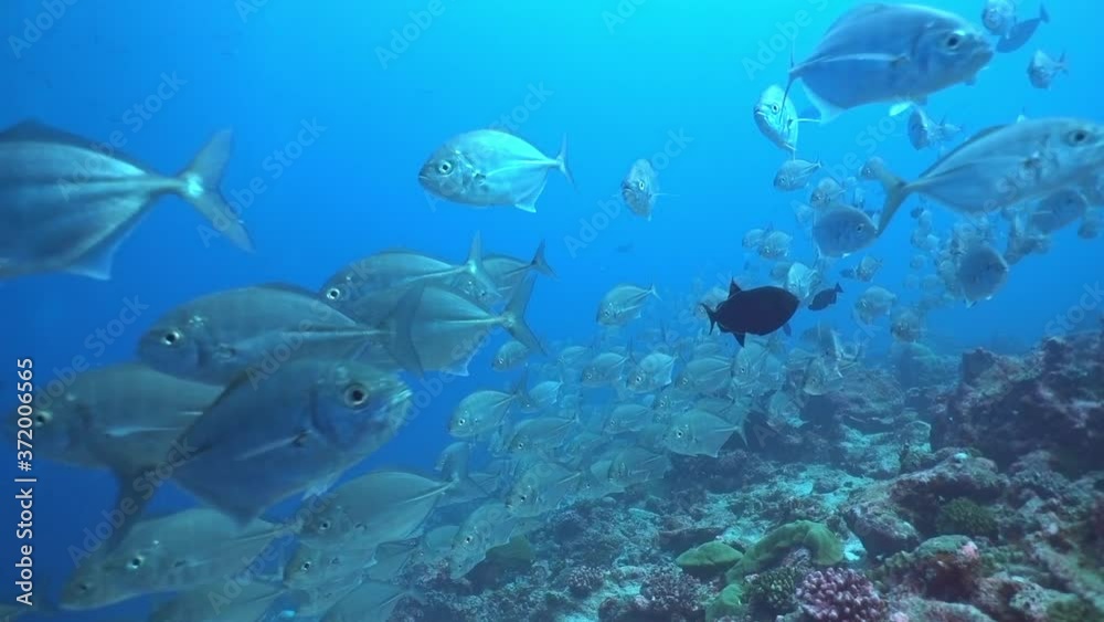 School of tuna tunny fish on the blue background of the sea under water ...