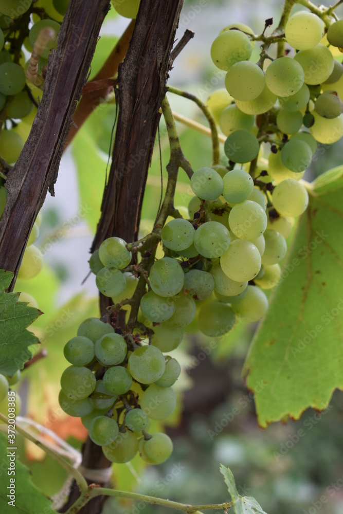 reife weiße Trauben Stock Photo | Adobe Stock