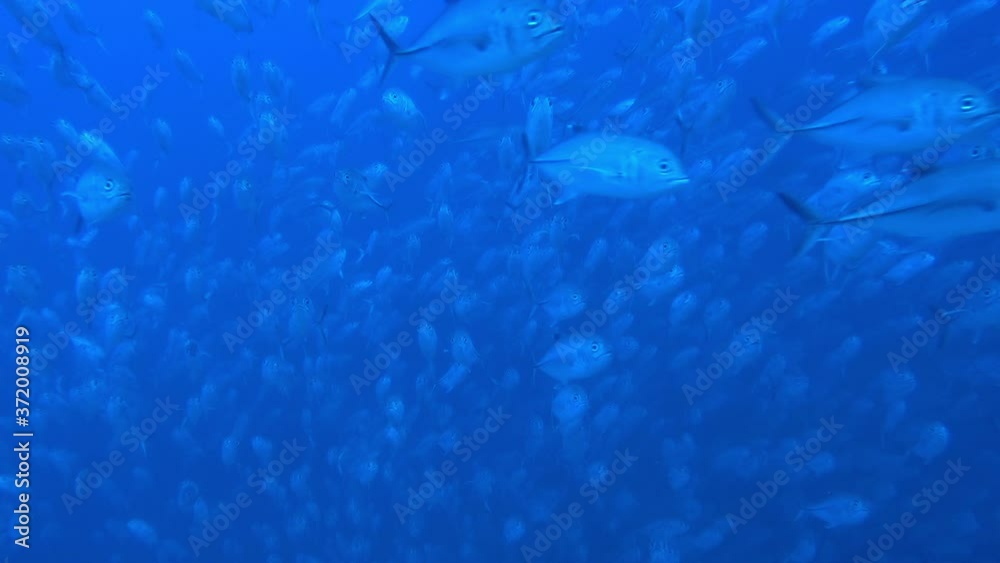 School of tuna tunny fish on the blue background of the sea under water ...