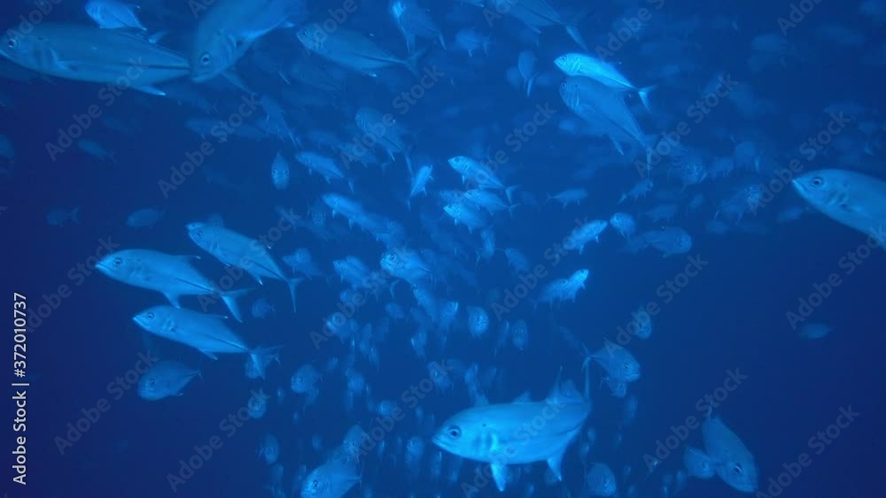 School of tuna tunny fish on the blue background of the sea under water ...